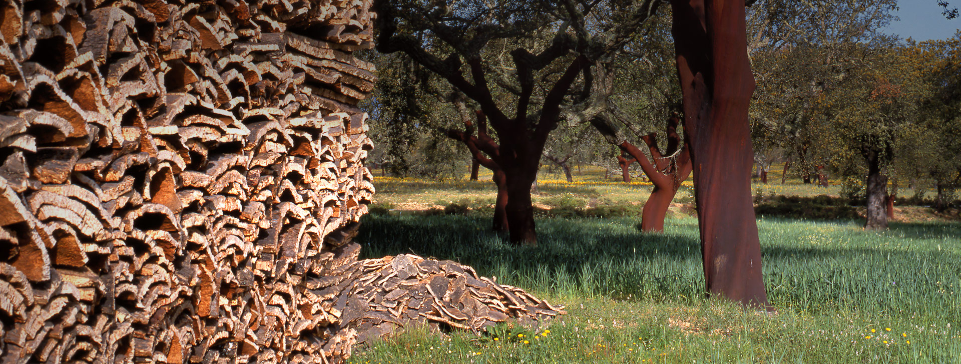 Se estima una producción de corcho este año en Extremadura de unas 24. ...