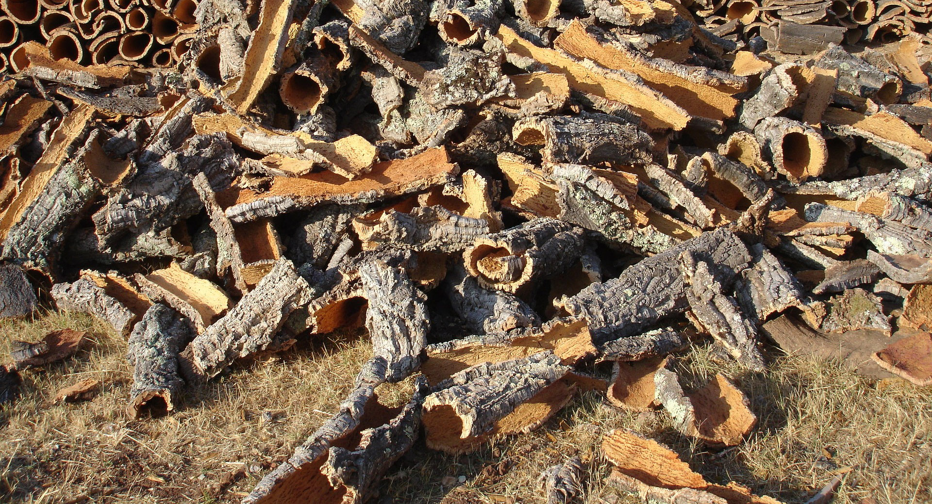 Baja la producción de corcho debido a la sequía - Corcho y alcornocal ...